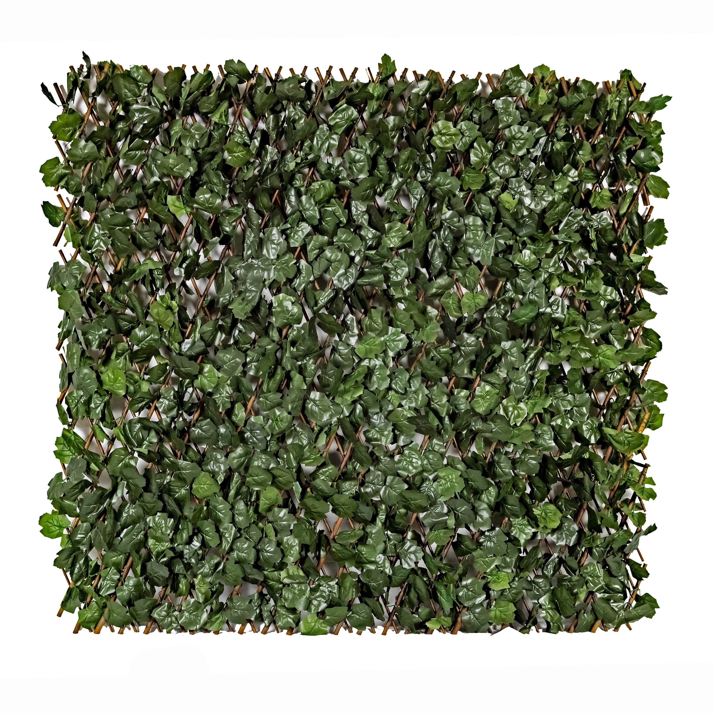 Ivy Hedge Rolls – Shademartusa